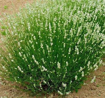 How Far Apart Should You Plant Lavender? This Method Will Give You ...