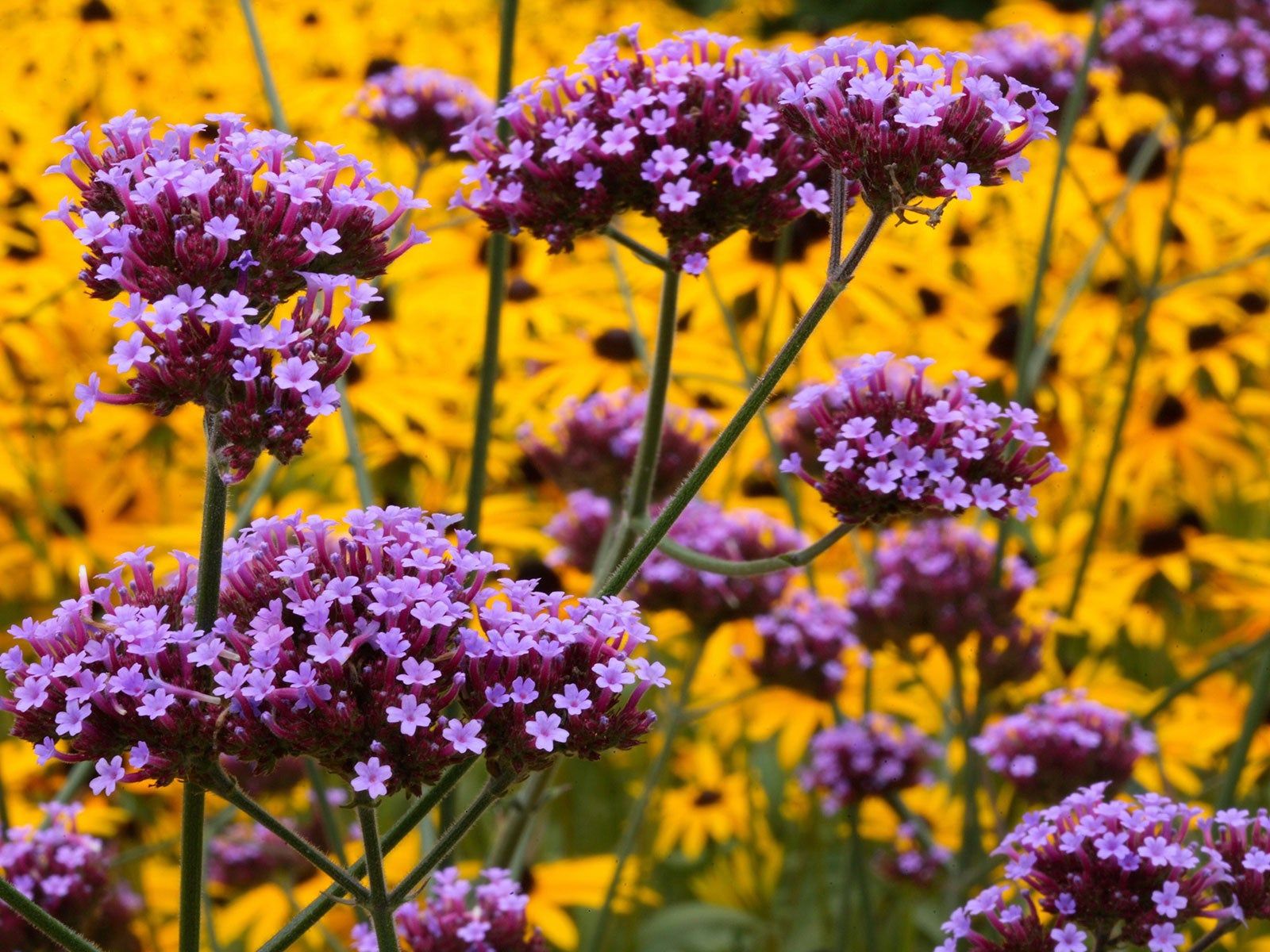 Grow Verbena Bonariensis: Our Guide To Pretty Purpletop Vervain ...