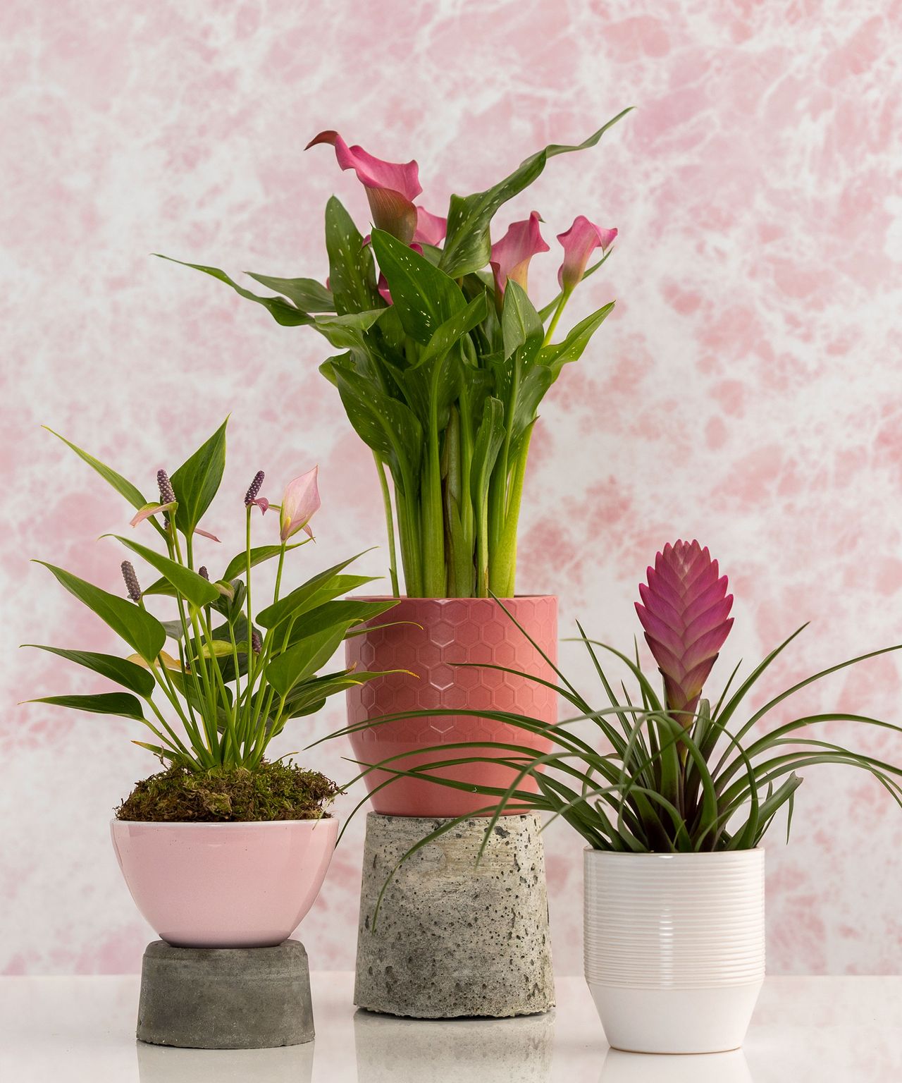 Why the anthurium houseplant is so popular this fall | Gardeningetc