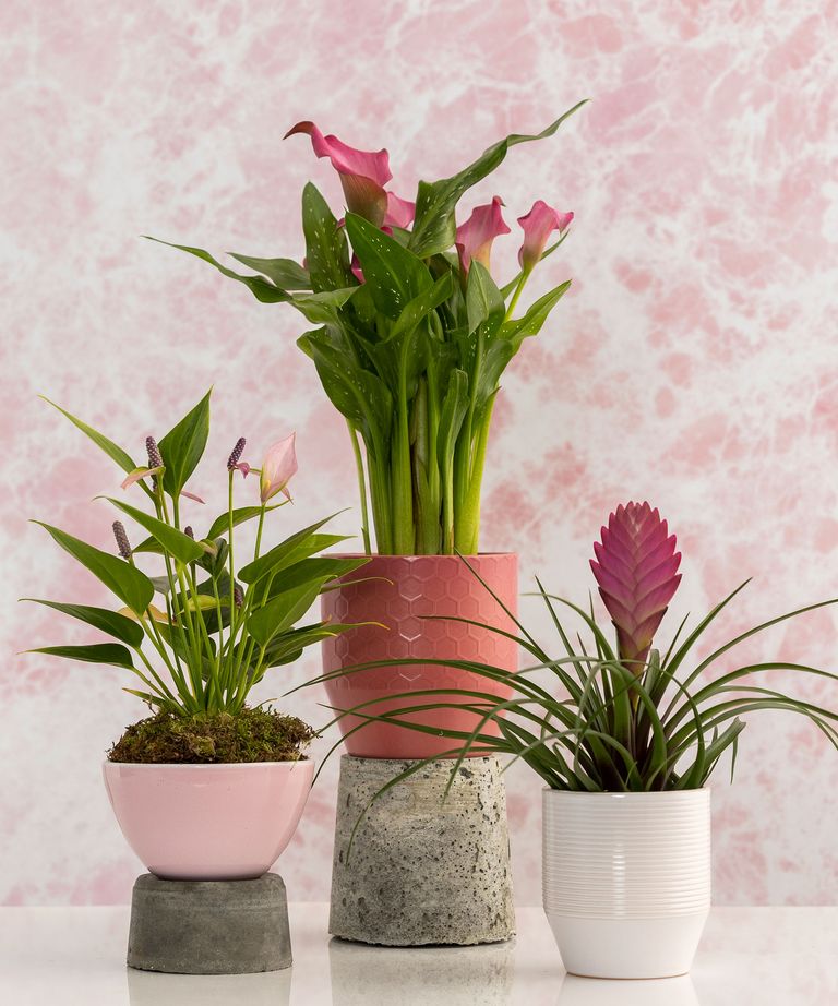 Why the anthurium houseplant is so popular this fall | Gardeningetc