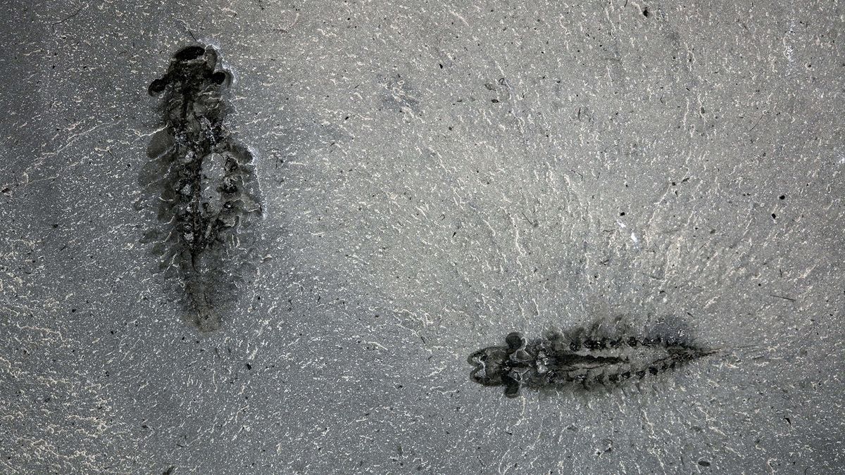 'Astonishing' 500 million-year-old fossils preserved the brain of this ...