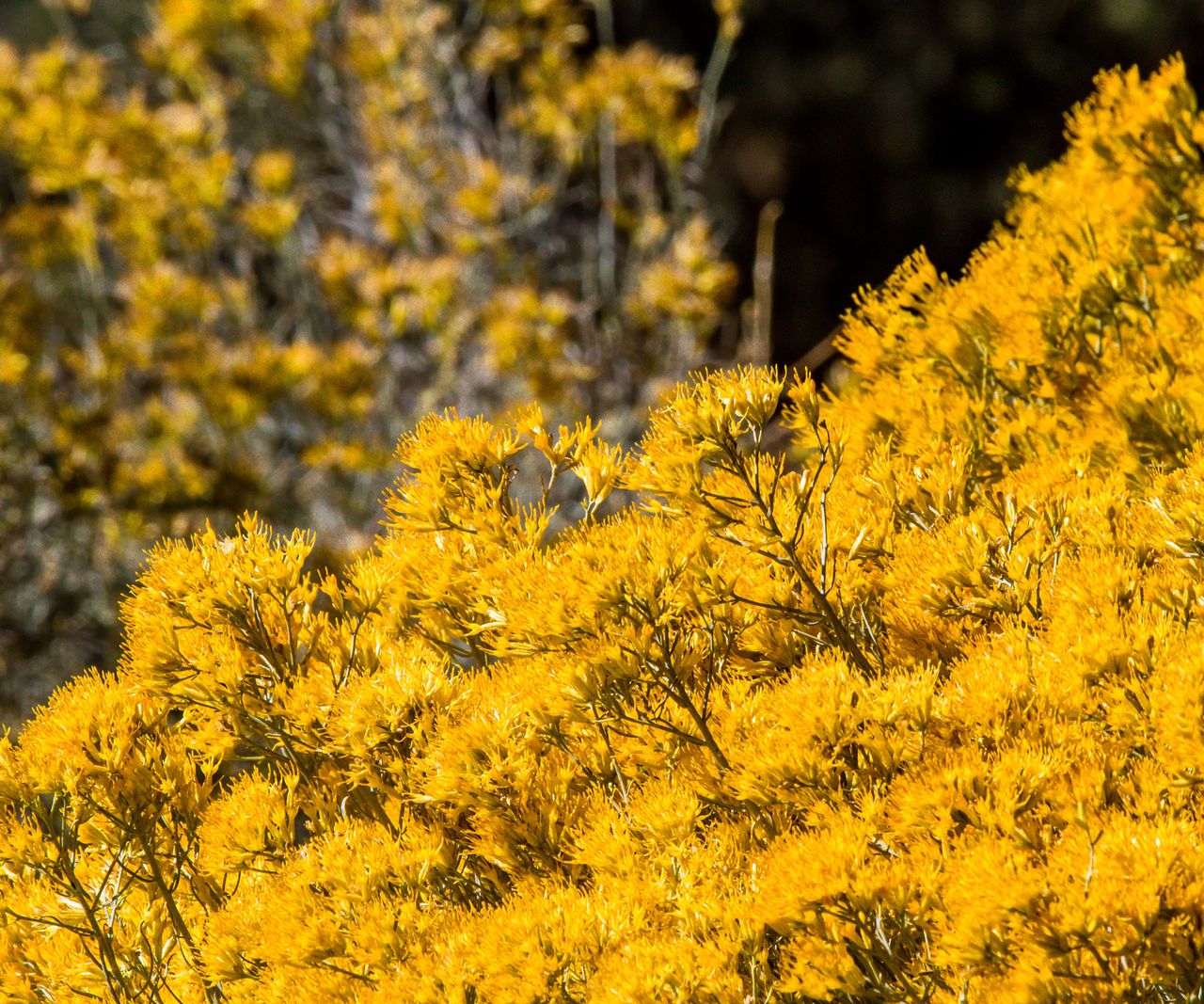 Best Care For Chamisa Shrubs: How To Grow Rubber Rabbitbrush ...