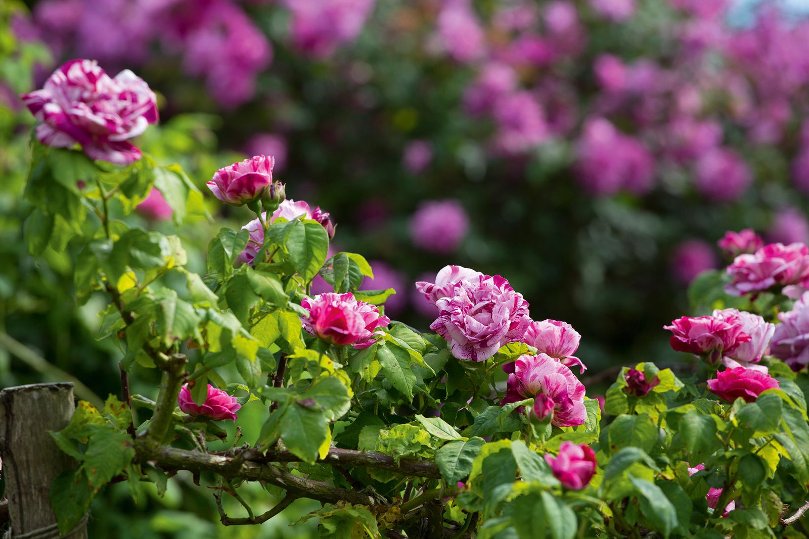 How to take rose cuttings: tips for propagating roses | Homes and Gardens