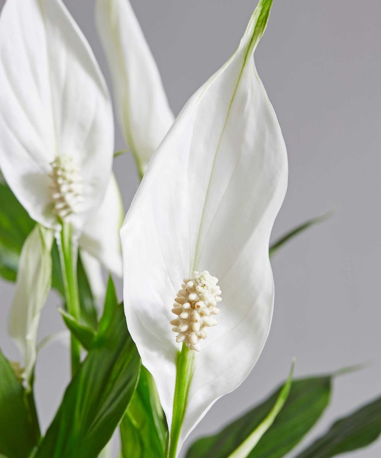 10 best indoor flowering houseplants — plus practical tips | Real Homes