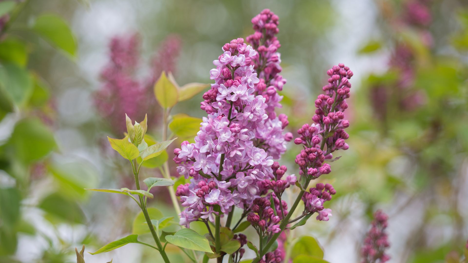 How To Propagate Lilacs: Easiest & Most Effective Methods | Gardening ...