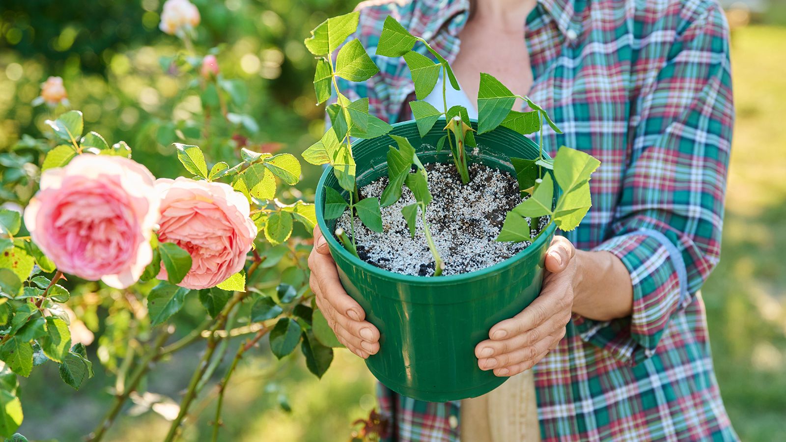 Grow More Roses From Cuttings With This Easy, Foolproof Method ...