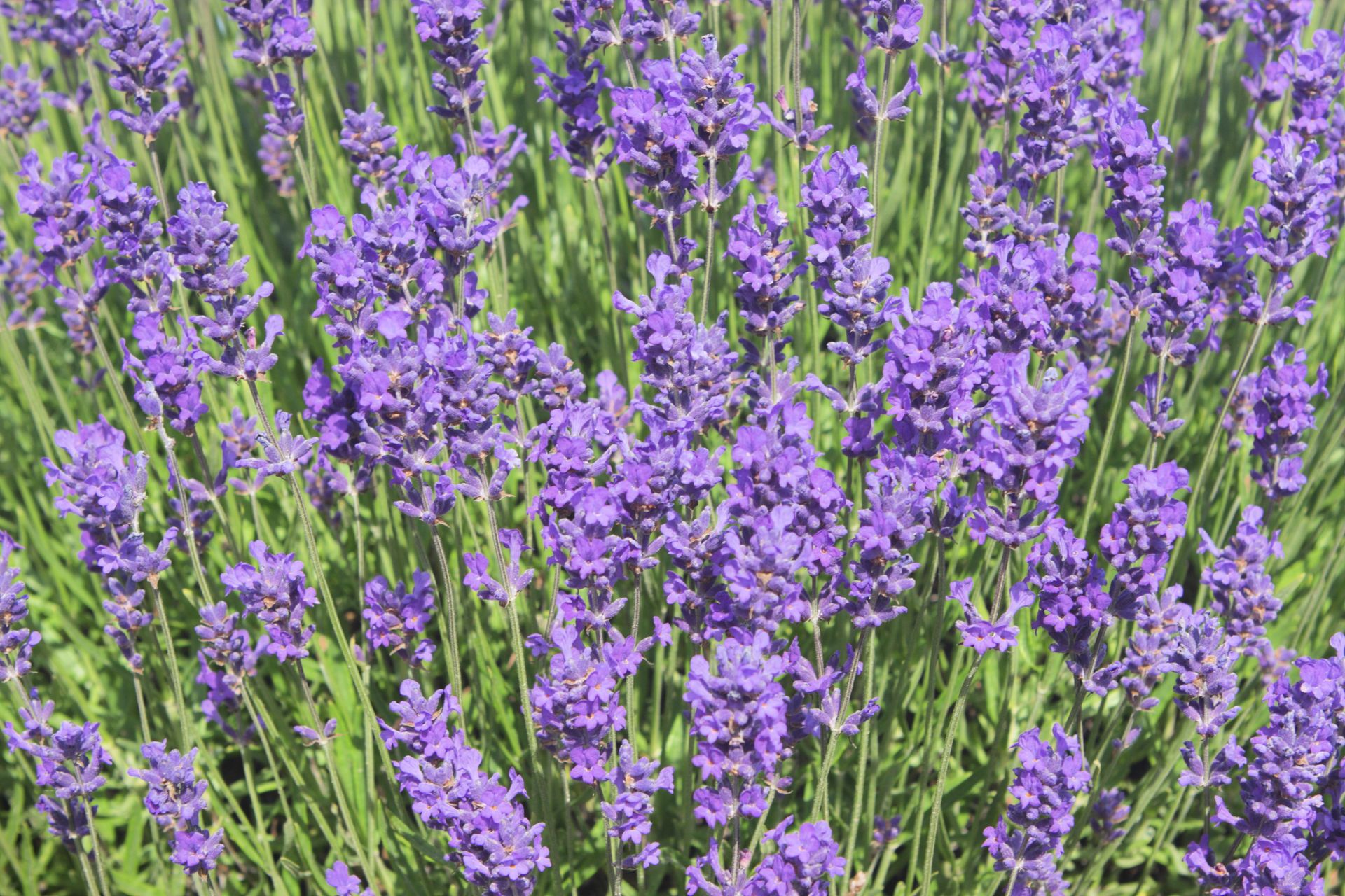 What Are the Different Types of Lavender? 5 Main Varieties | Livingetc