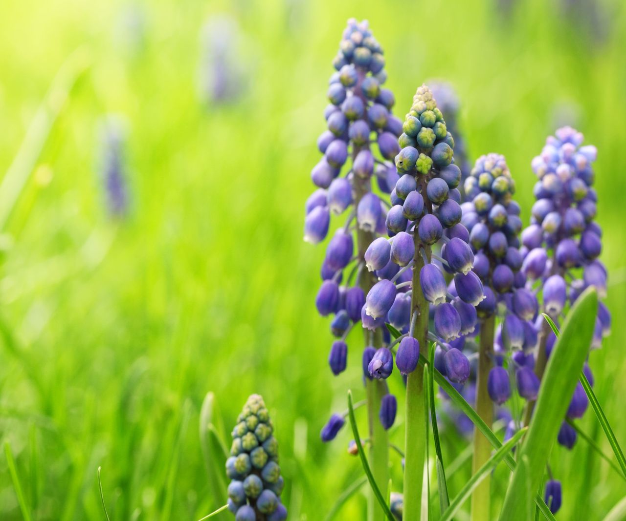 Best bulbs for naturalizing in a lawn: 11 easy to grow blooms for a ...
