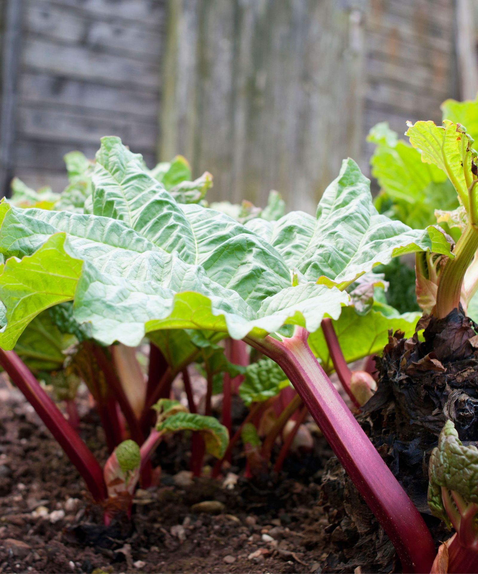 Transplanting rhubarb: when and how to split rhubarb | Homes and Gardens