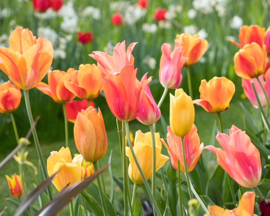 This famous historic garden is awash with colorful spring tulips ...