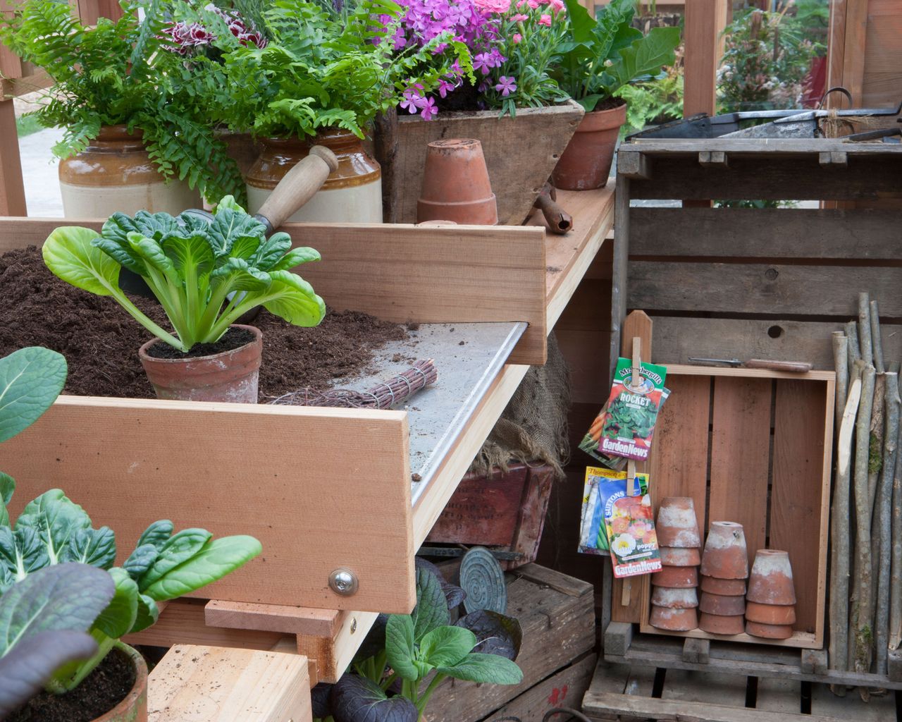 How to grow pak choi: expert planting, growing and care tips | Gardeningetc