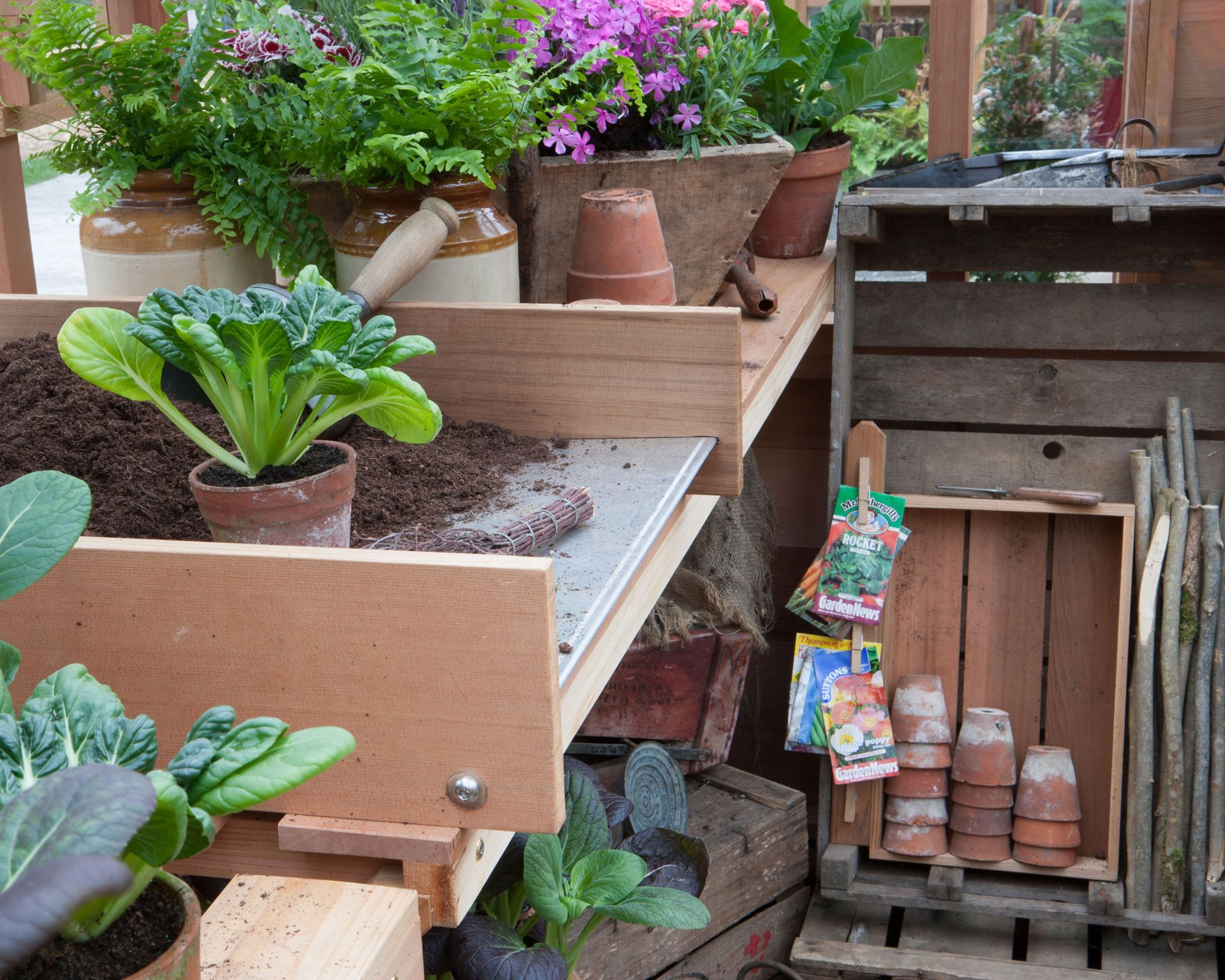 How to grow pak choi: expert planting, growing and care tips | Gardeningetc