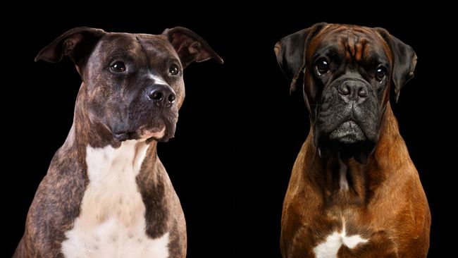 Pitbull vs boxer: Breed comparison | PetsRadar