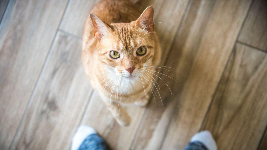 Do cats fart: Feline flatulence and how to treat it | PetsRadar