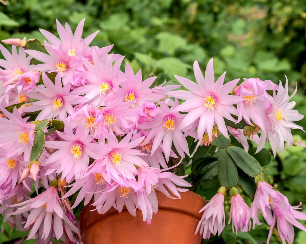 Easter Cactus Care Guide For Healthy Spring-Blooming Plants | Gardening ...