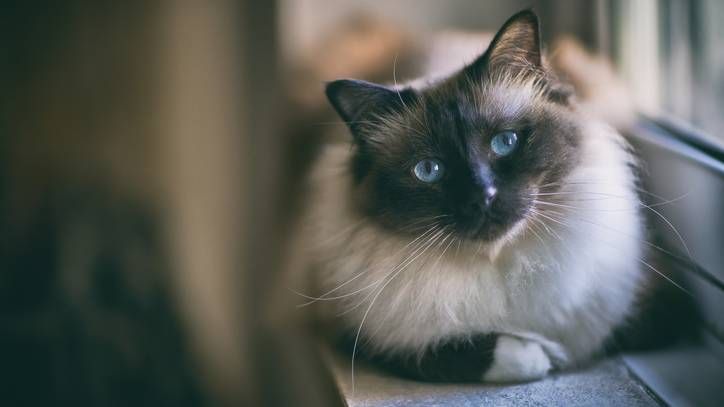 Best cats for kids: 10 child-friendly felines | PetsRadar