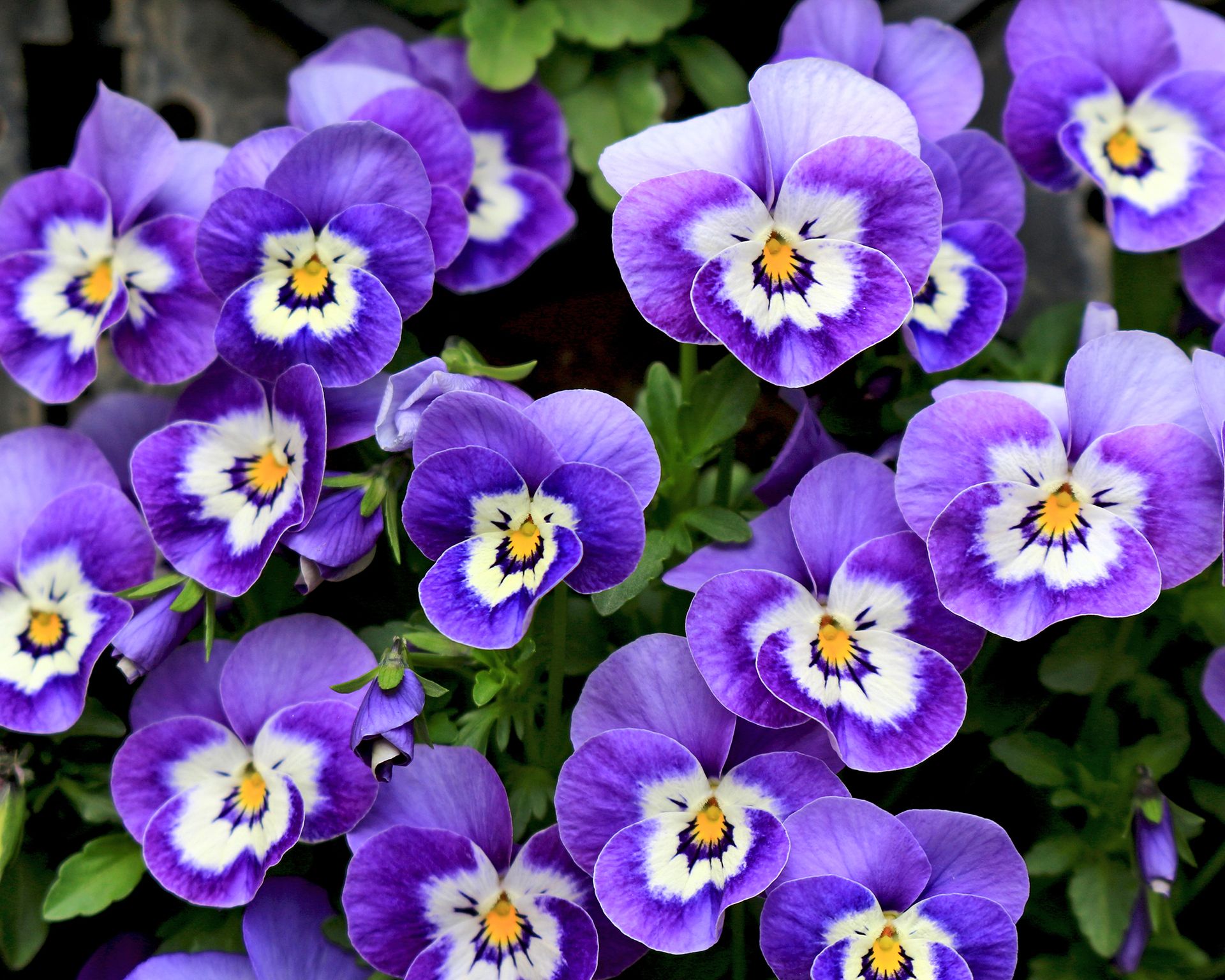 10 Stunning Plants For Winter Color – Experts Reveal The Best Varieties ...
