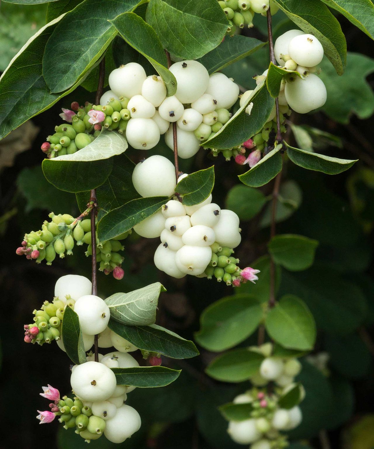 Shrubs with winter berries: 10 colorful choices | Homes and Gardens