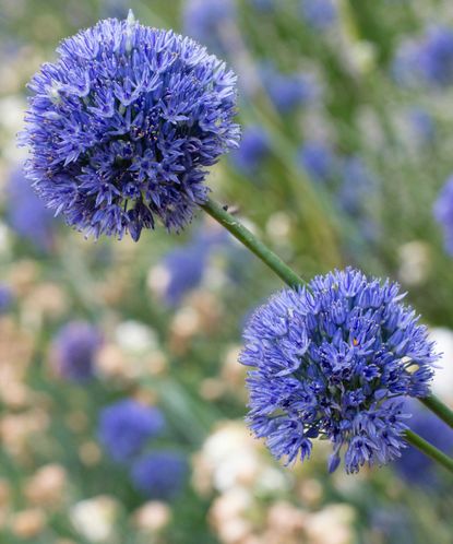 Types of alliums: 15 beautiful bulbs for your garden | Gardeningetc