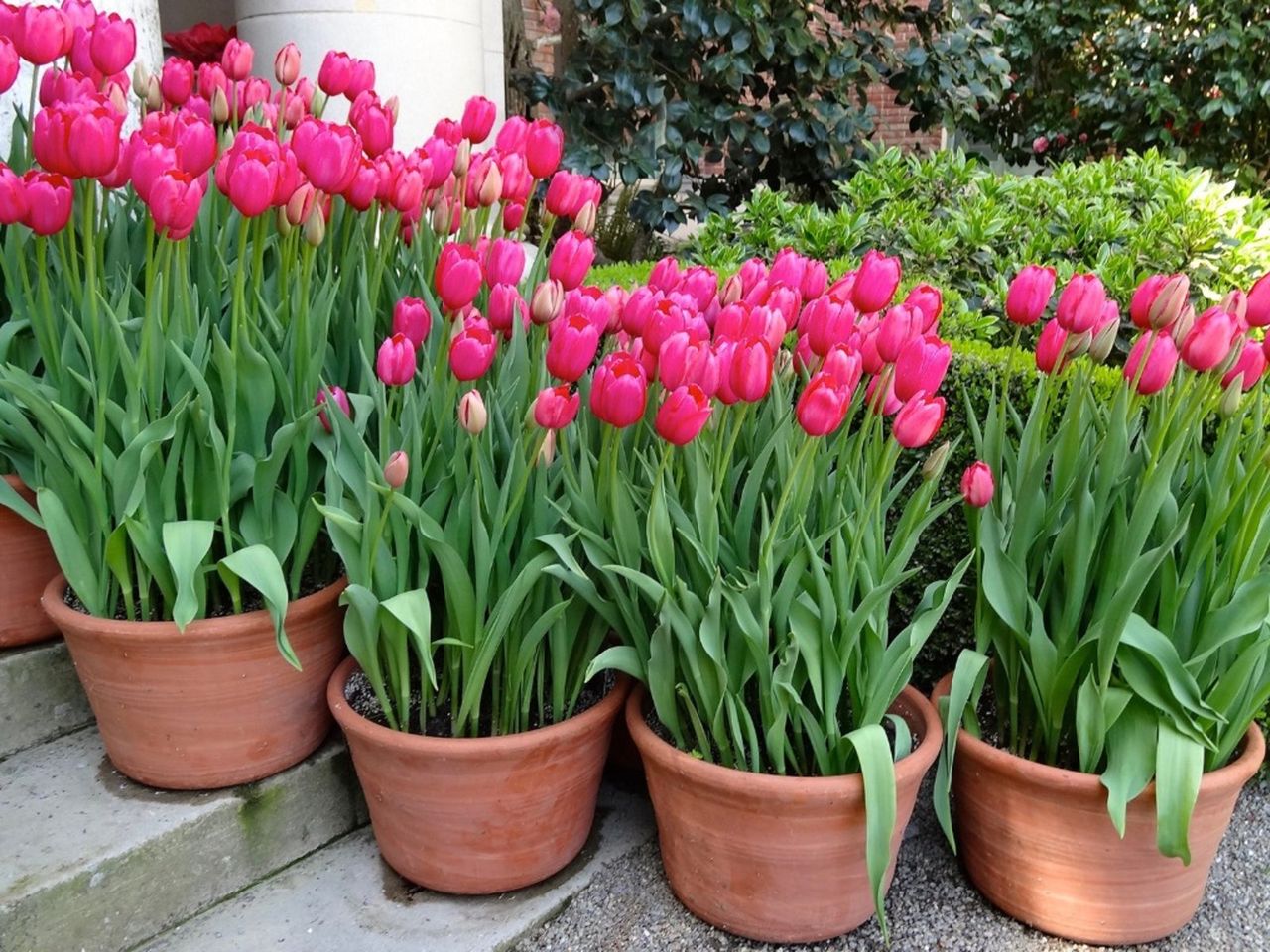 How To Care For Potted Tulips Over Winter | Gardening Know How
