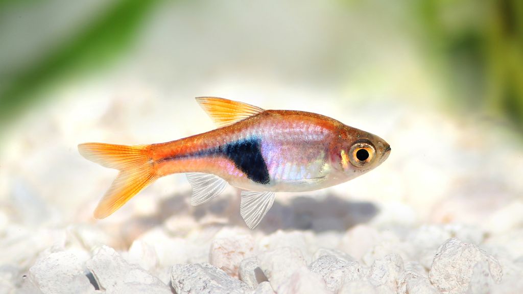 20 low-maintenance fish for busy owners | PetsRadar