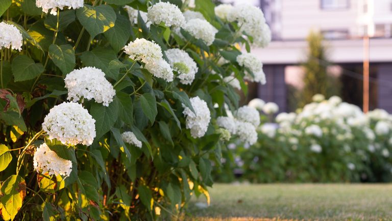 How to propagate grape vines from cuttings or layering | Homes and Gardens