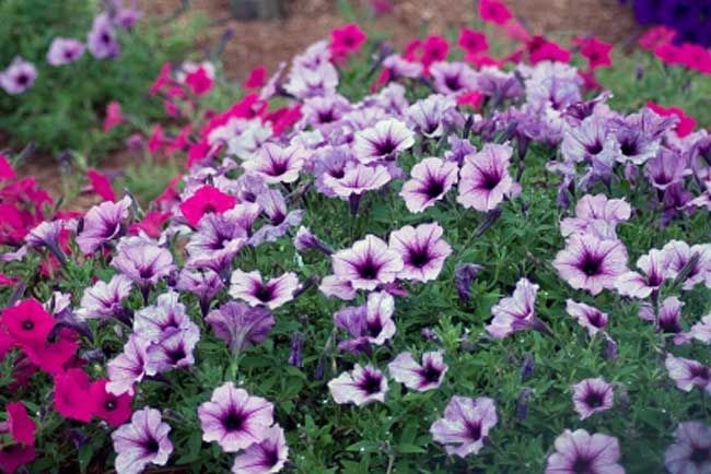 Killer Petunias and Murderous Potatoes Revealed | Live Science