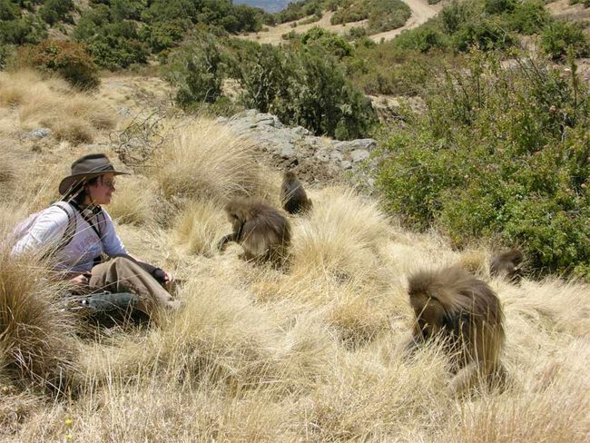 In Photos: The Life of a Gelada Baboon | Live Science
