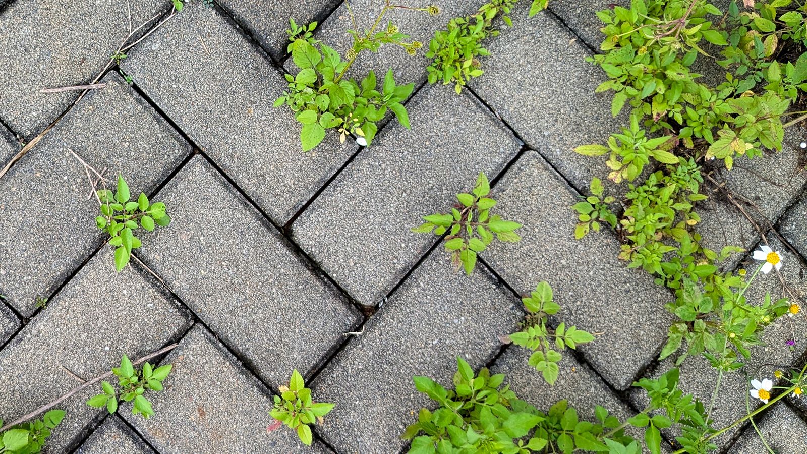 How to stop weeds in block paving: 7 fail-safe methods | Homebuilding