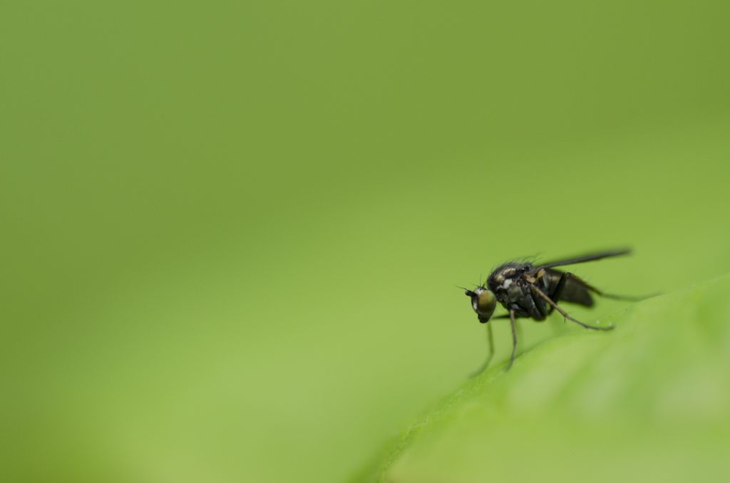 From insects to amphibians: how to get the best photographs of unusual ...