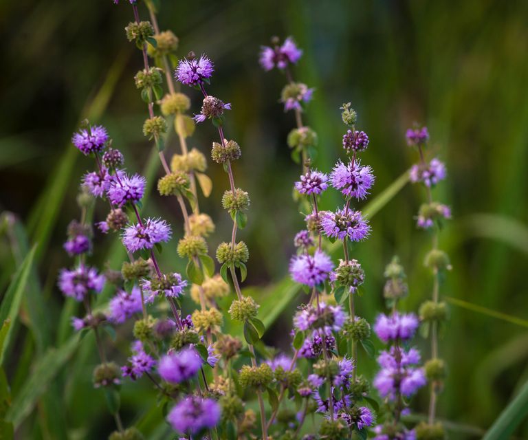 Walkable ground cover plants: 11 path and lawn options | Homes and Gardens