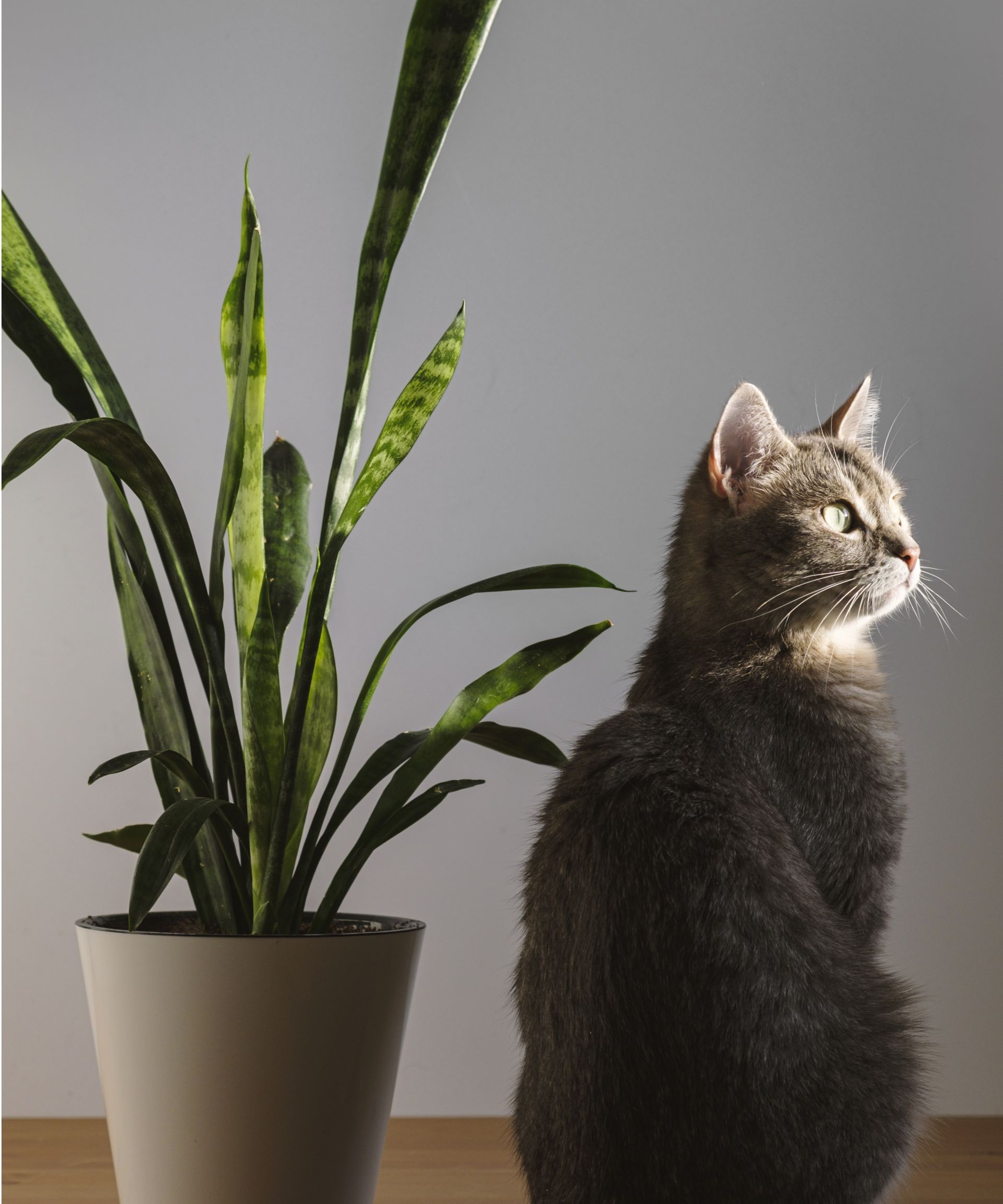 7 snake plant problems – and expert advice to solve them | Homes and ...