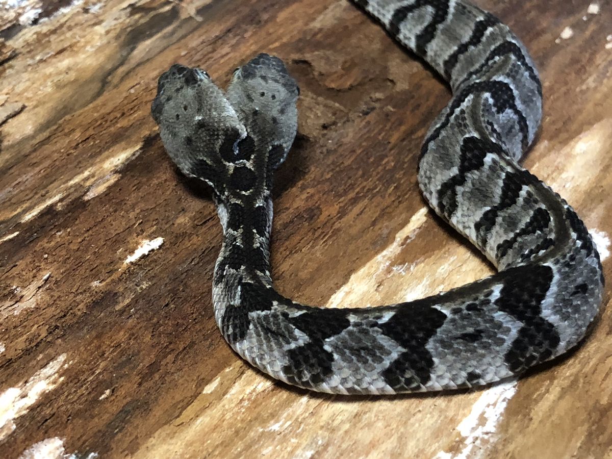Rare, Two-Headed Rattlesnake Named 'Double Dave' Rescued from Certain ...