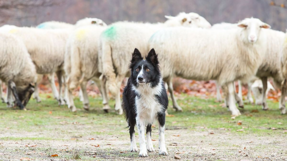 Border Collie vs collie: What's the difference? | PetsRadar
