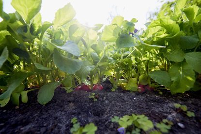 7 vegetables gardeners encourage you to plant in September | Livingetc