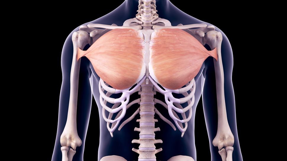 Bench press muscles worked: Here's what happens when you lift that ...