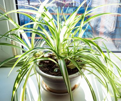 How To Make A Spider Plant Bushier – Spider Tips For Success ...