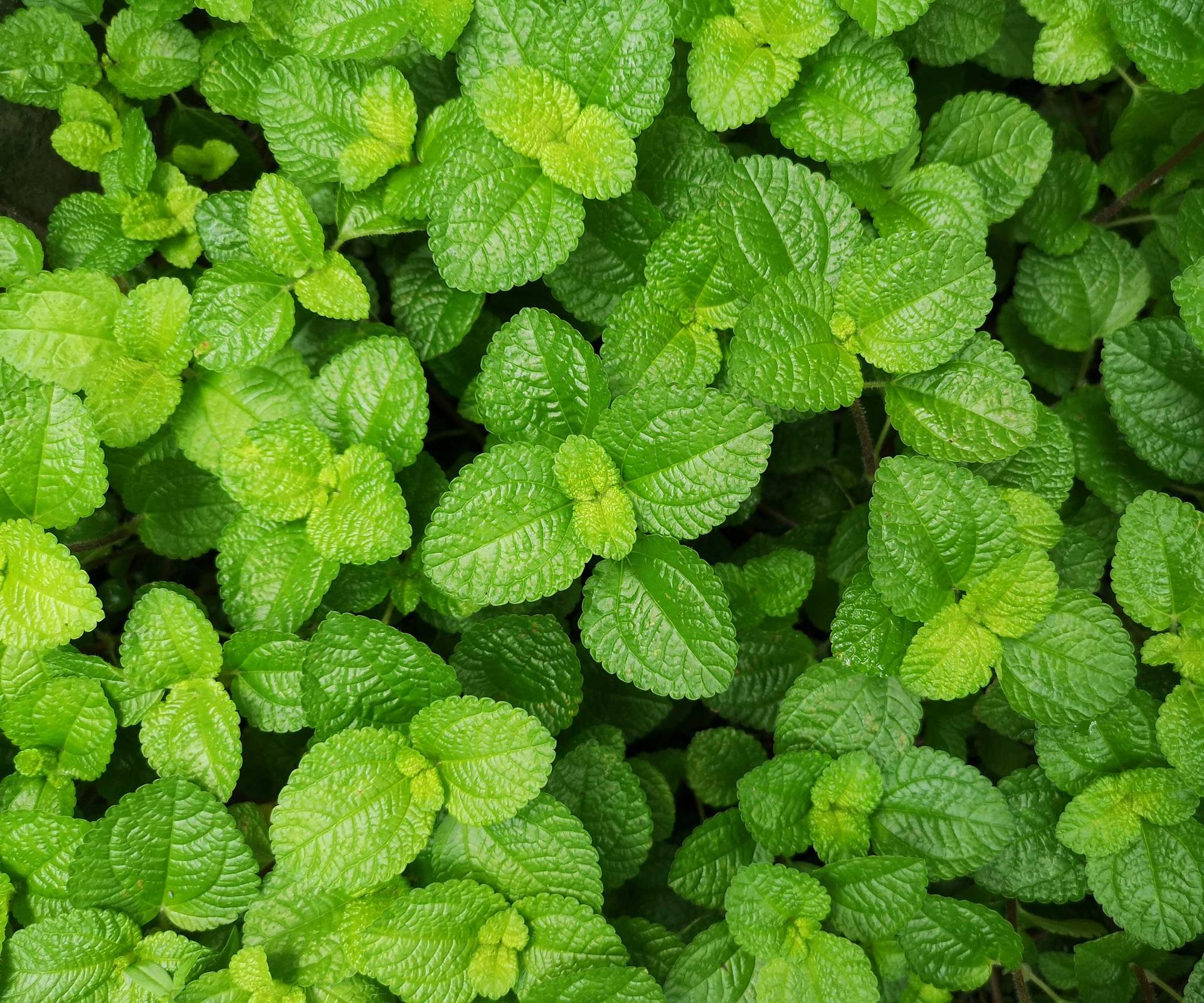 How to grow creeping Charlie indoors: expert tips | Homes and Gardens