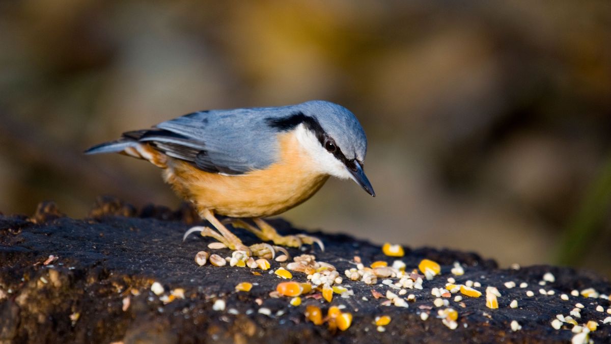 How to make a bird buffet: 5 easy-to-follow steps | Homes and Gardens