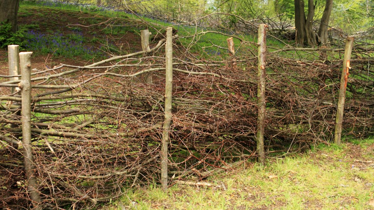 Why you should turn your Christmas tree into a dead hedge | Gardeningetc