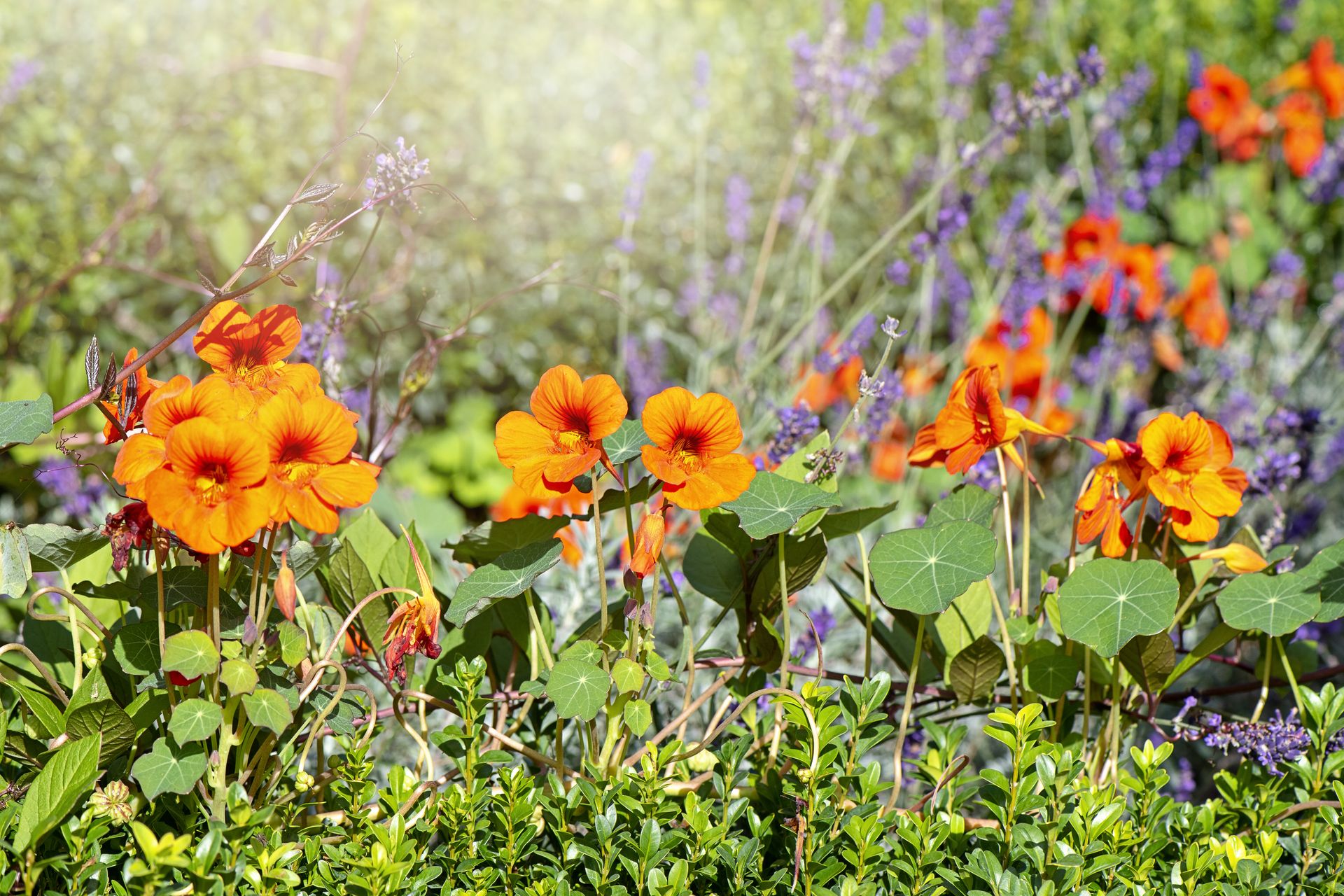 6 Fast-Growing Flower Seeds to Plant for a Blooming Backyard | Livingetc