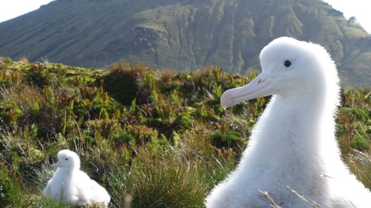 In Photos: Mice Brutally Attack and Devour Albatross on Gough Island ...