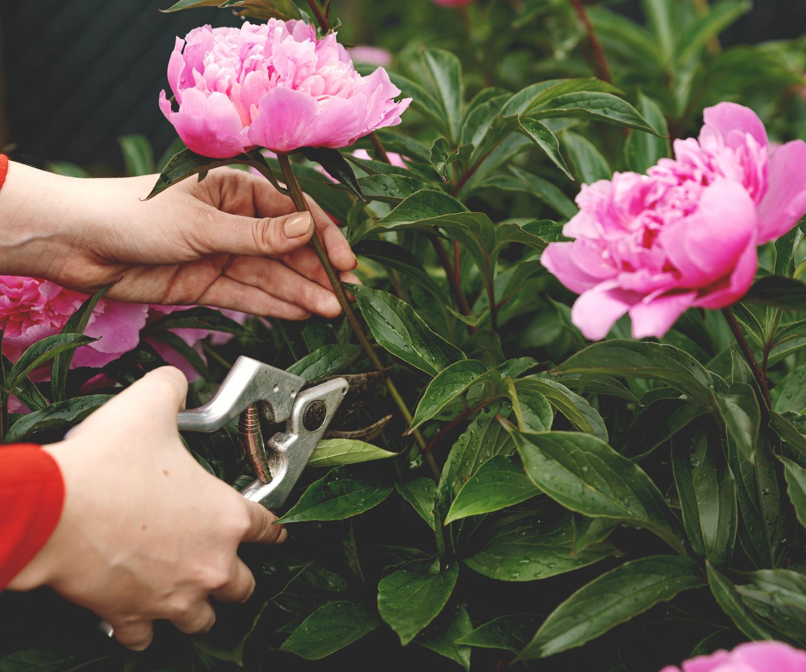 When Are Peonies In Season? Bloom Time And Length By Variety ...