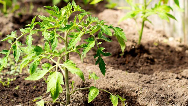7 reasons your tomato plant is wilting — and how to fix it | Tom's Guide