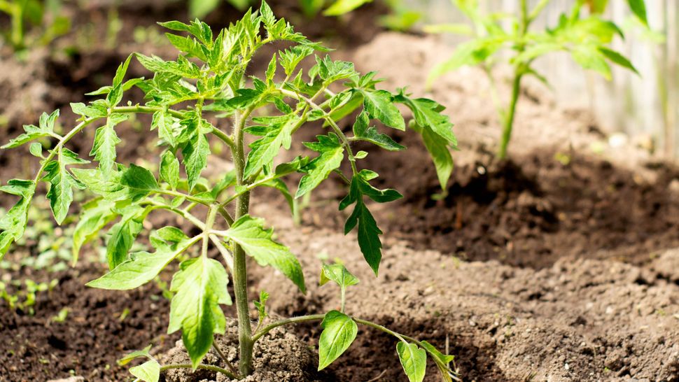 7 reasons your tomato plant is wilting — and how to fix it | Tom's Guide