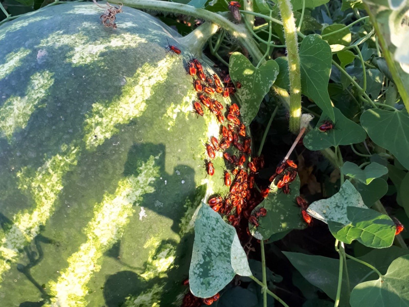 Bugs On Watermelon Plants - Controlling Watermelon Pests In The Garden ...