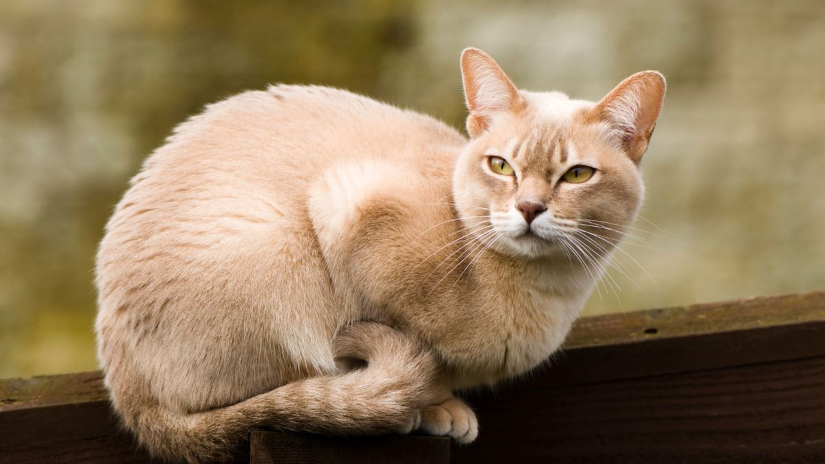 Hybrid cat breeds – and a few unusual breed mixes | PetsRadar
