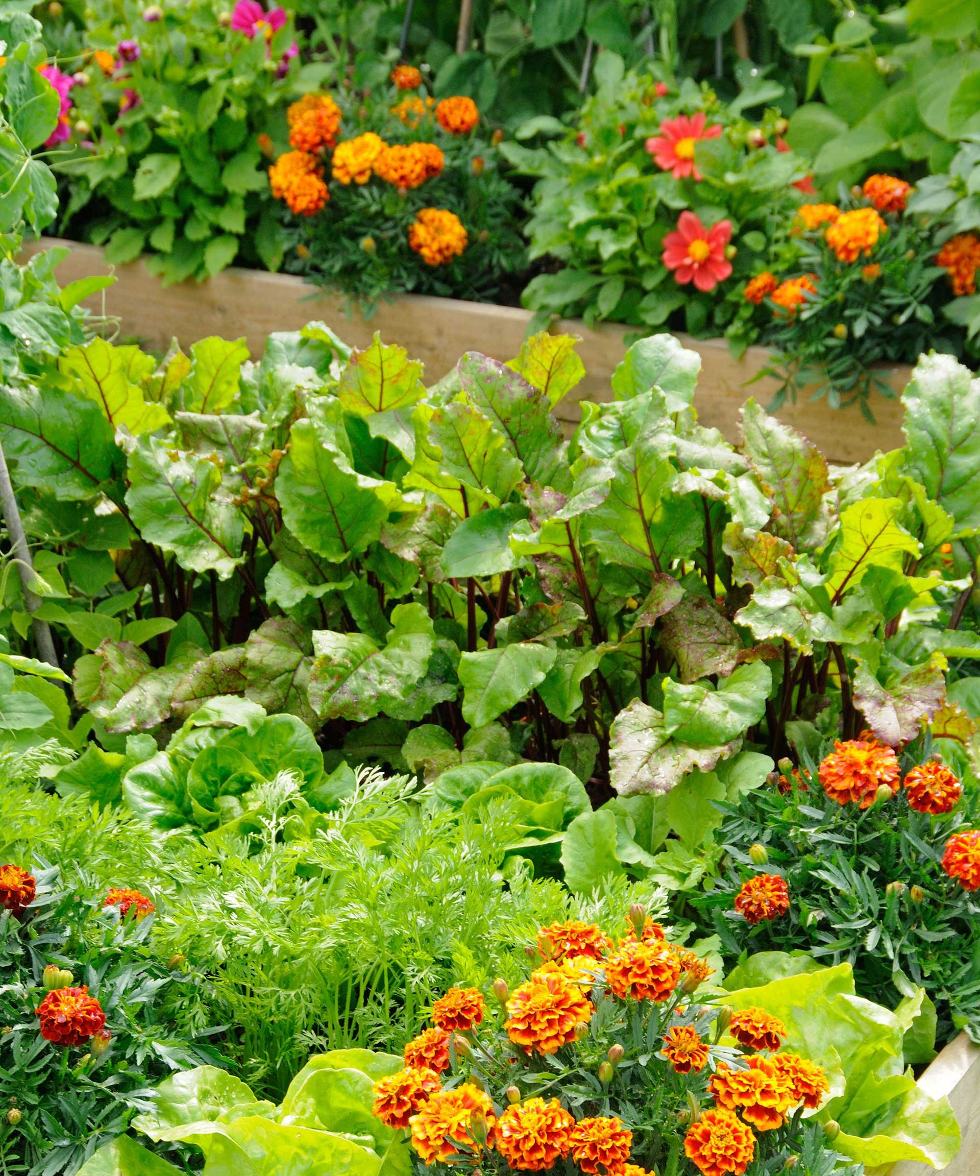 Front yard vegetable garden ideas: 10 stylish ways | Homes and Gardens