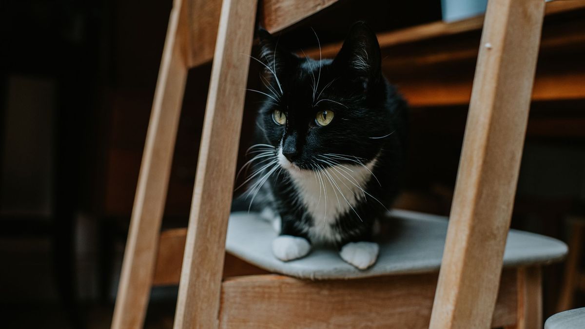 32 reasons why cats are better pets than dogs | PetsRadar