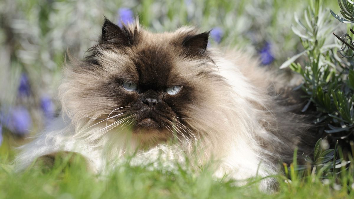 20 independent cat breeds who are happy doing their own thing | PetsRadar
